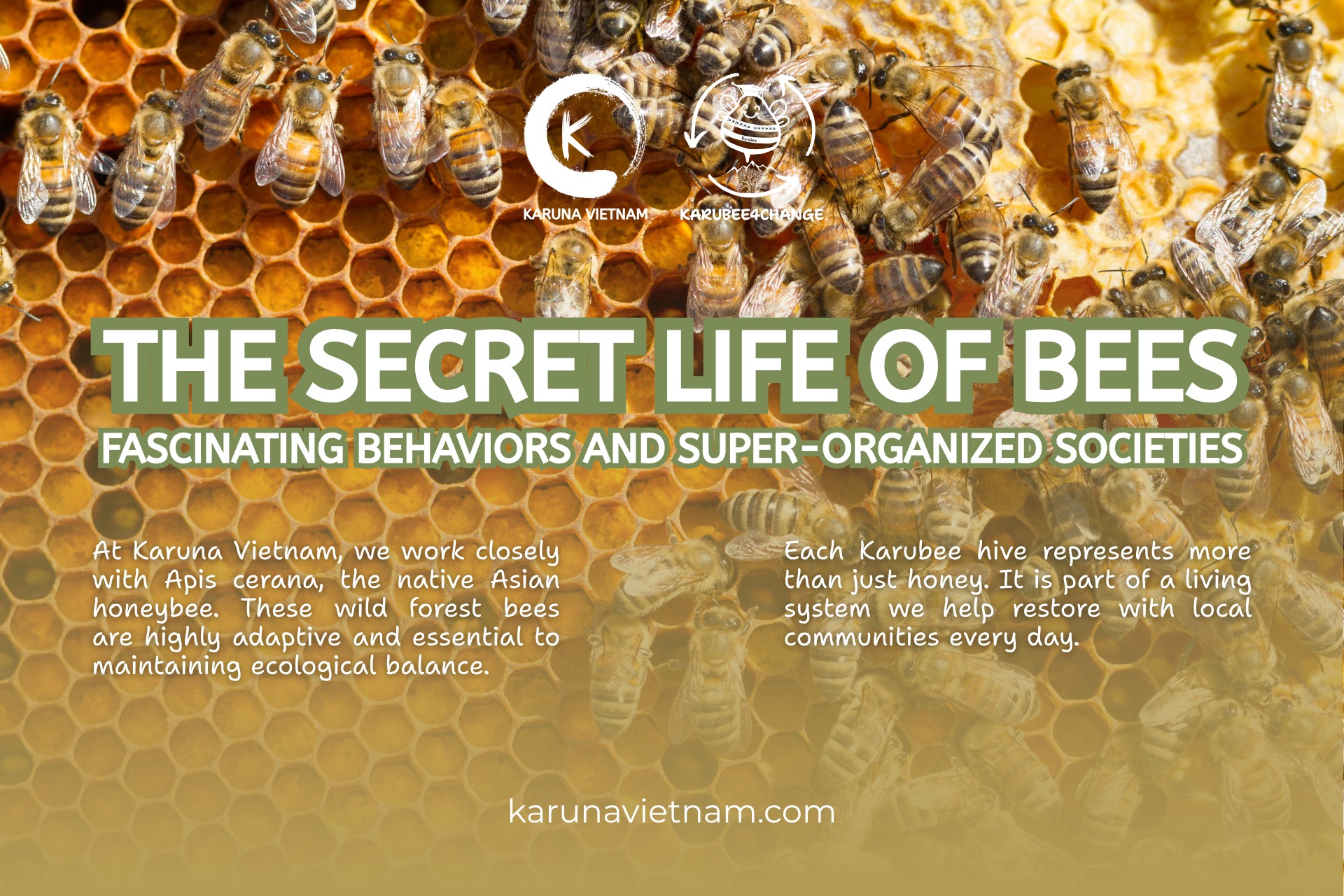 🐝 𝐓𝐇𝐄 𝐒𝐄𝐂𝐑𝐄𝐓 𝐋𝐈𝐅𝐄 𝐎𝐅 𝐁𝐄𝐄𝐒 – 𝐅𝐀𝐒𝐂𝐈𝐍𝐀𝐓𝐈𝐍𝐆 𝐁𝐄𝐇𝐀𝐕𝐈𝐎𝐑𝐒 𝐀𝐍𝐃 𝐒𝐔𝐏𝐄𝐑-𝐎𝐑𝐆𝐀𝐍𝐈𝐙𝐄𝐃 ...